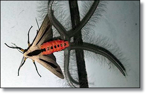 The Pet Tree House - Where Pets Are Family Too : This Scary Footage of ...