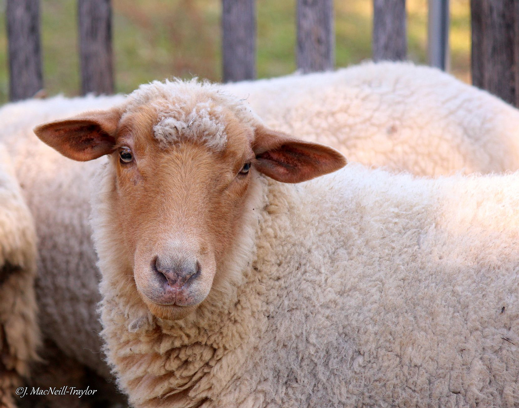 Little Hills Sheep Ranch: About The Tunis Sheep Breed