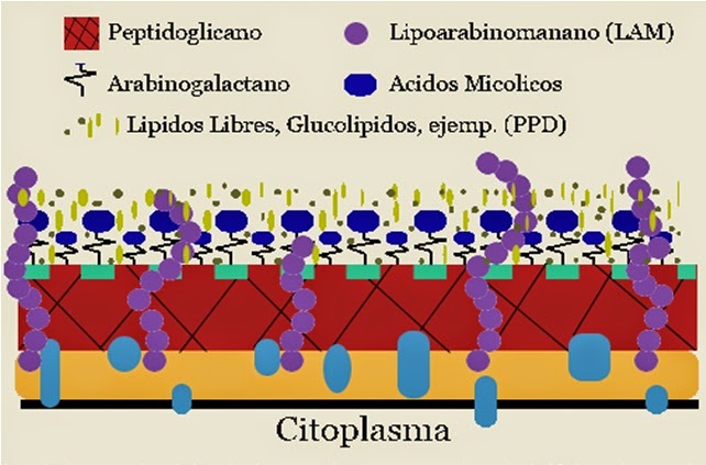 Mycobacterium Tuberculosis (MTBC) : MICOBACTERIAS