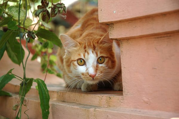 Managing Feline Fear and Anxiety Issues | Australian Cat Lover