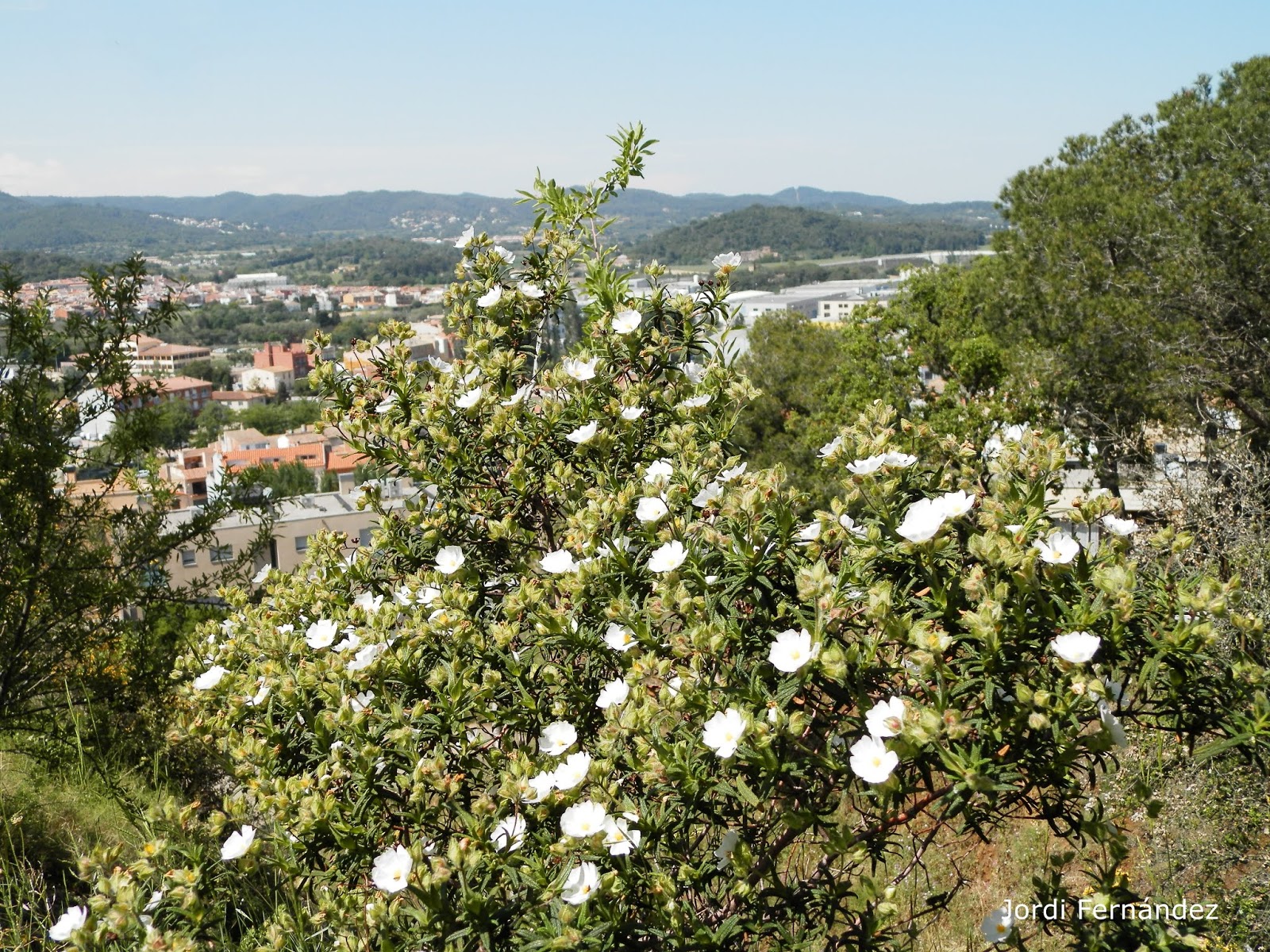 El temps a Palamós: Divendres 18 de maig: núvols d'inestabilitat i ...