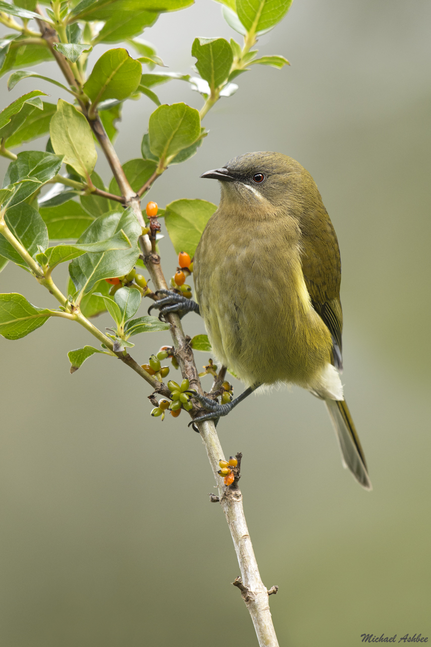 Amber's Blog: Adventures in Birding - Bush Birds of Banks Peninsula
