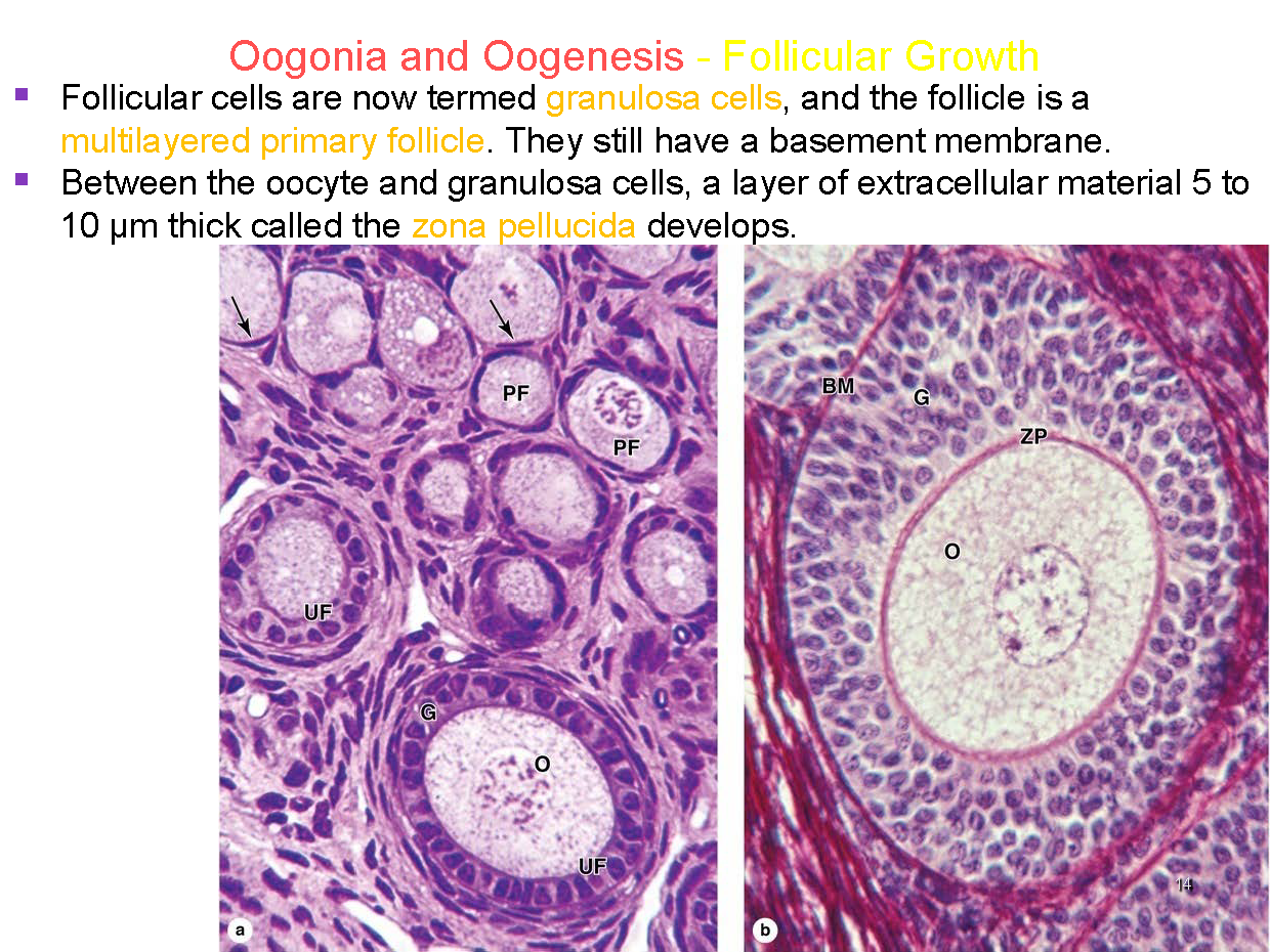 histoloji-embriyoloji notlarım: OOGONIA & OOGENESIS & FOLLICULOGENESIS