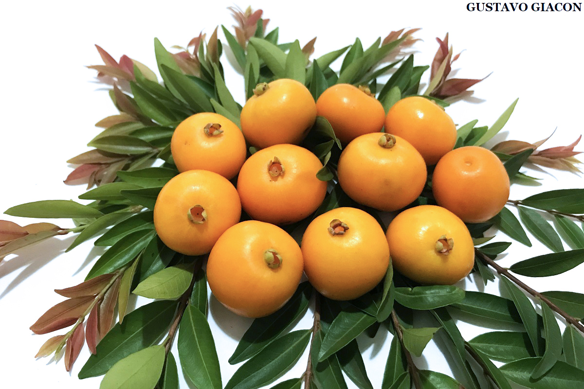 Viveiro Ciprest - Plantas Nativas e Exóticas: Uvaia Lisa ( Eugenia ...