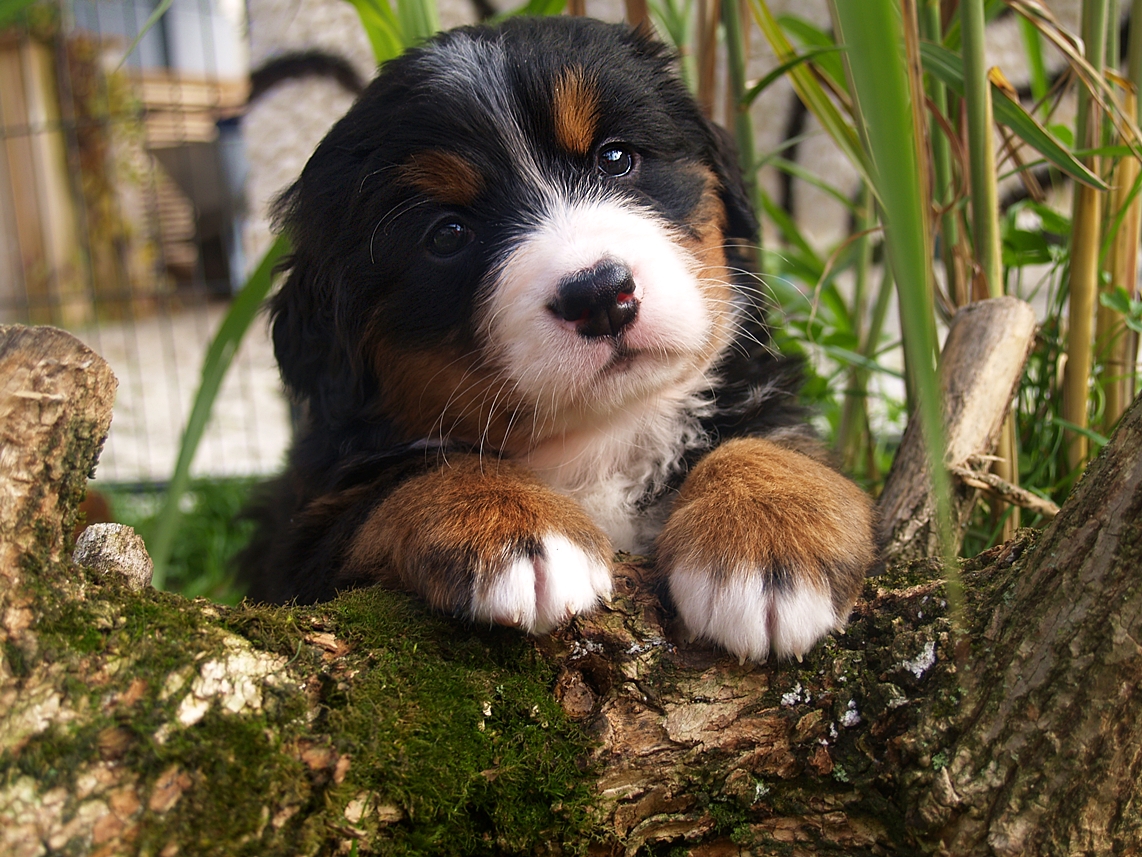 BERNER SENNENHUND WELPEN - einfach zum Liebhaben - White and Vintage