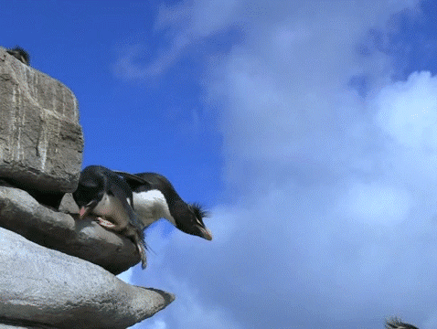 Chuck's Fun Page 2: Animal life - 10 animated GIFs