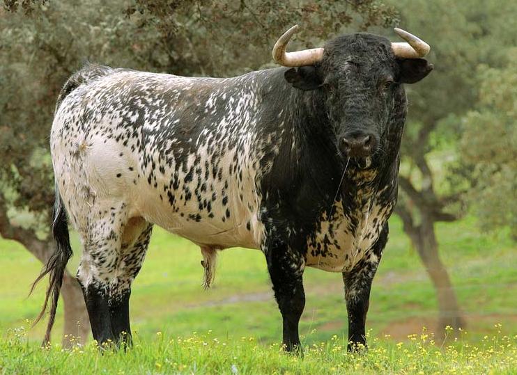 VETERINARIOS TAURINOS DE ANDALUCIA: 05/24/11