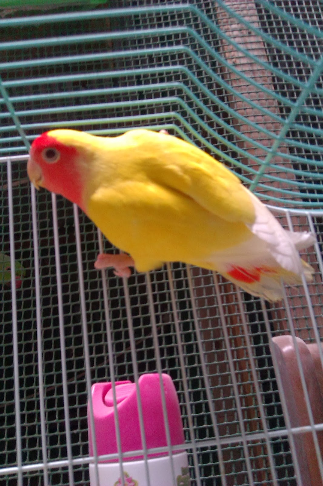 AVIARIO MARI CARMEN : AGAPORNIS PAPILLEROS