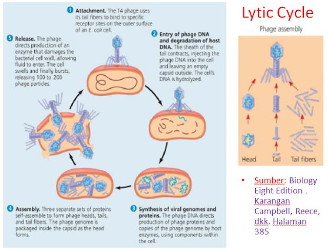Gambar Siklus Litik Virus