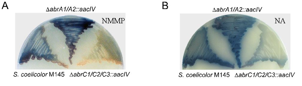 microBIO: Cuestión de control: Streptomyces, la bacteria que produce ...