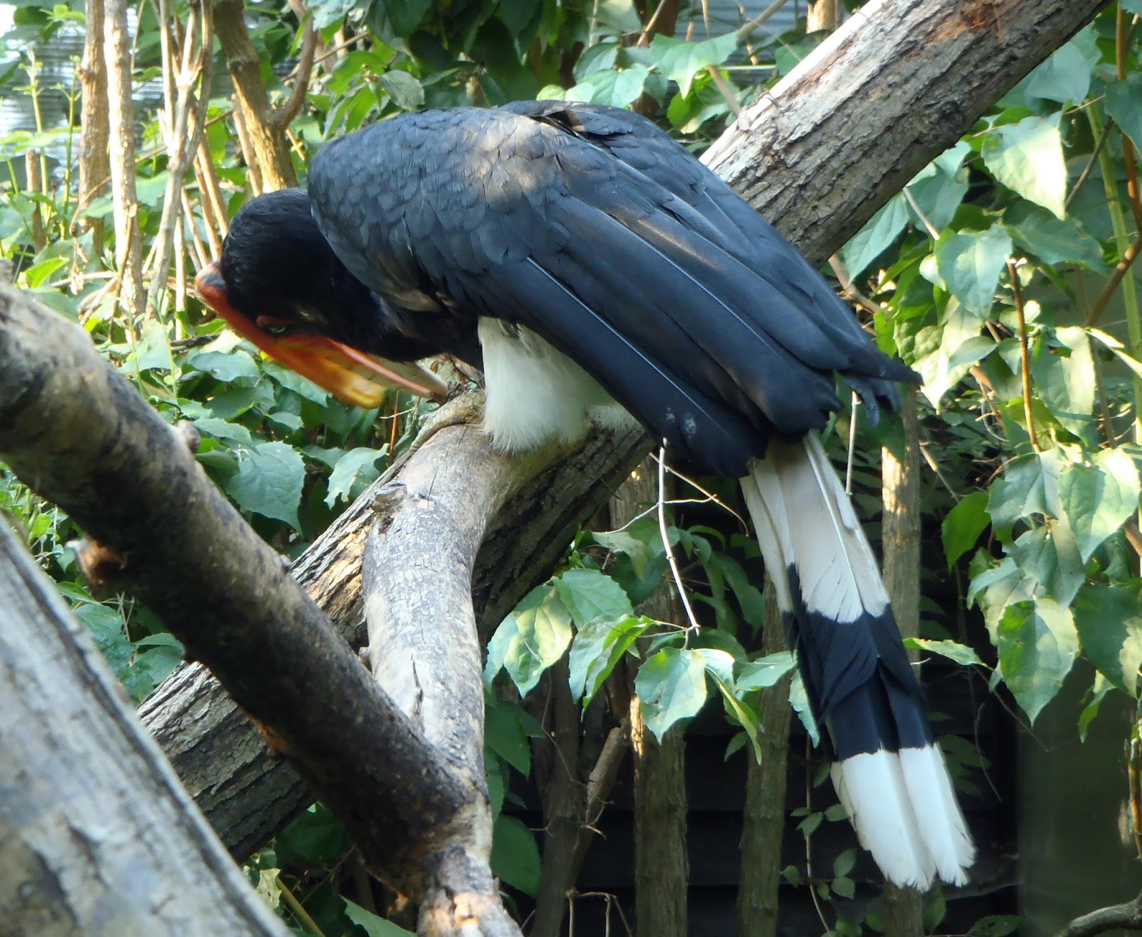 pan-Aves: Dinosauři v Zoo Praha, díl 3. – Afroaves