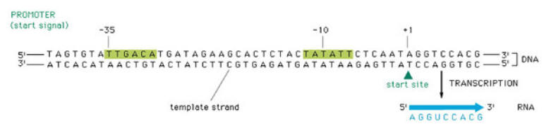 ecotoxicologia-bioensayos: PREGUNTAS BIOLOGIA MOLECULAR. UNIVERSIDAD DE ...