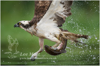 Lee Mott Photography