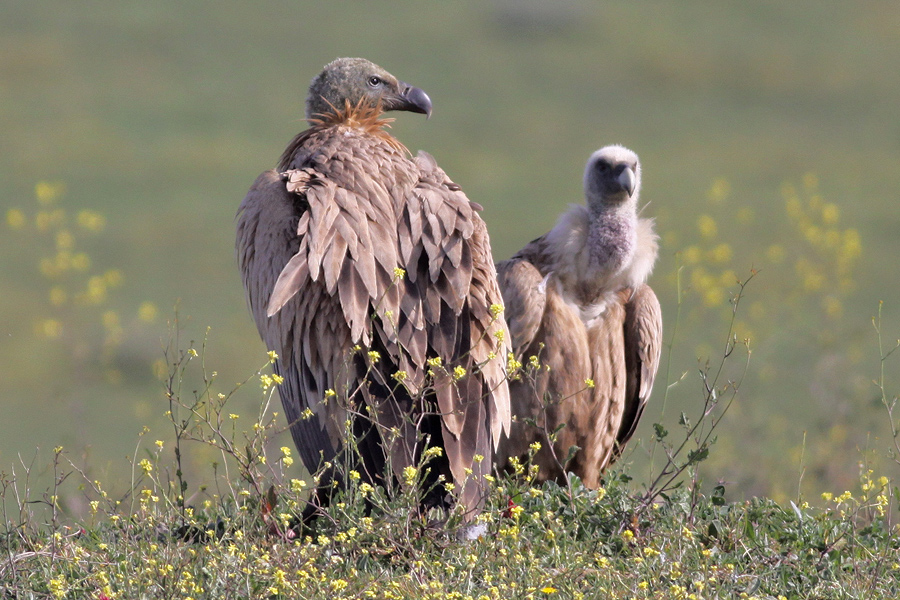 Vultures in Spain | Focusing on Wildlife