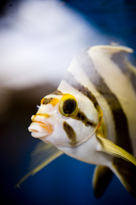 Elyse Butler Mallams - Hawaii Photographer: The Far Reefs | Hana Hou ...