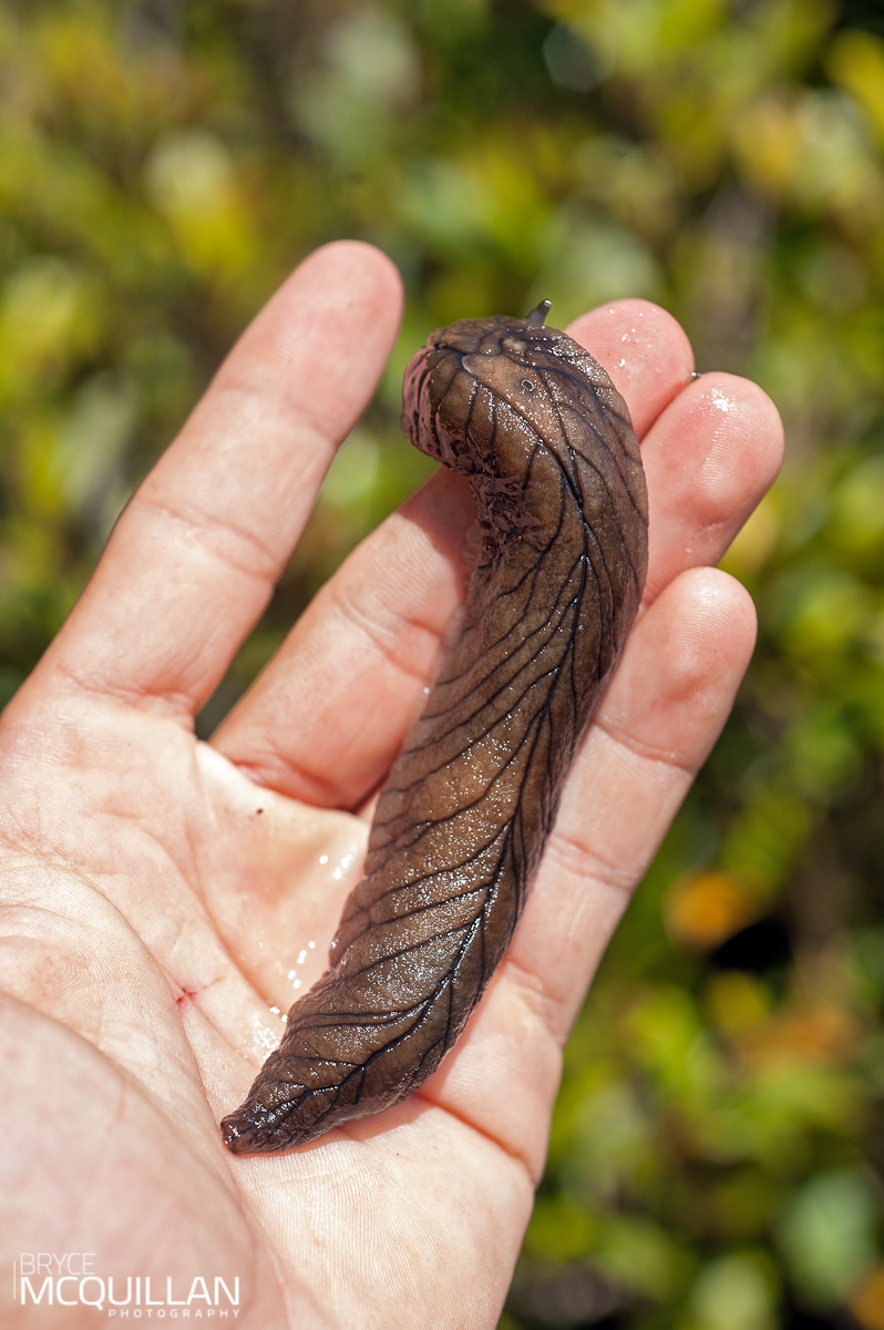 Bryce McQuillan Macro Photography: Slugs/Snails and Velvet Worms