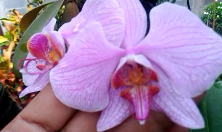 8 Cara Bunga Anggrek Bulan Agar Berbunga Lebat - Rumah Daun Muda