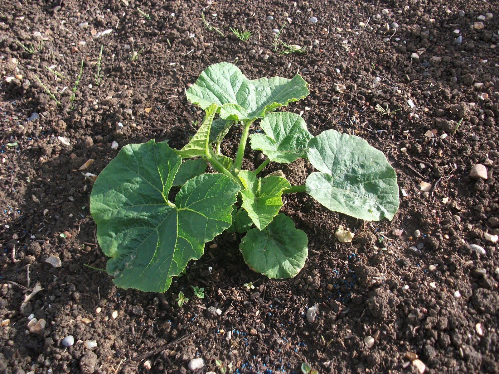 In The Beginning Pumpkins in-the-beginning-pumpkins