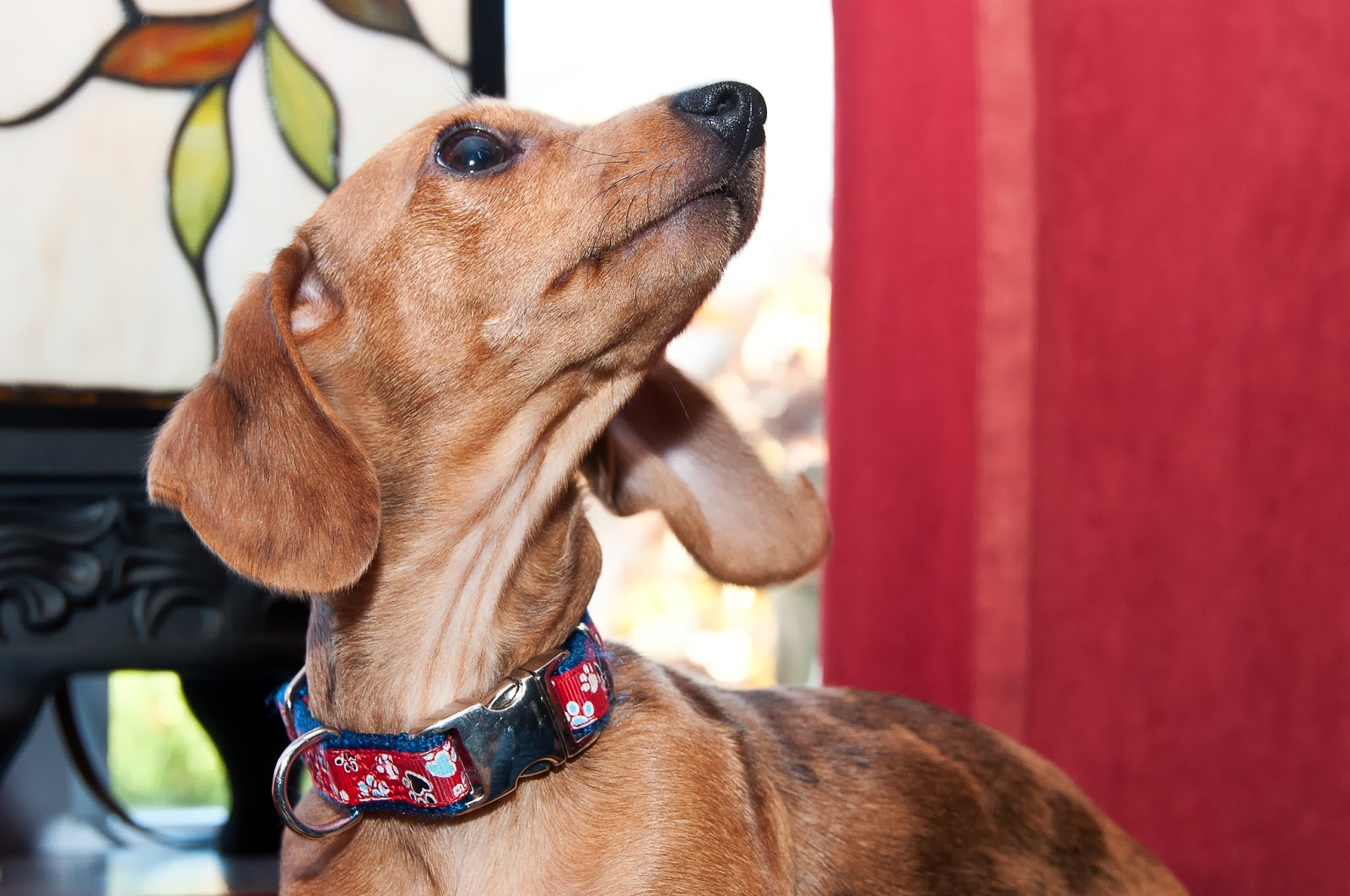 The Shannon Randall Blogwww.shannonrandall.com: Weenie Dog Photoshoot ...