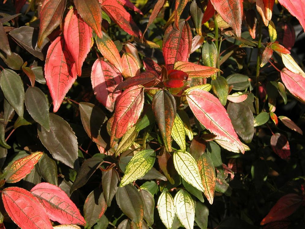 Gardening South Florida Style: South Florida Hedge Plants v.I