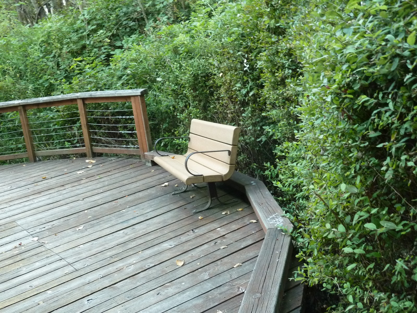 NW Artist: Learning About Life, Art & Spirituality: Cedar Grove Park ...