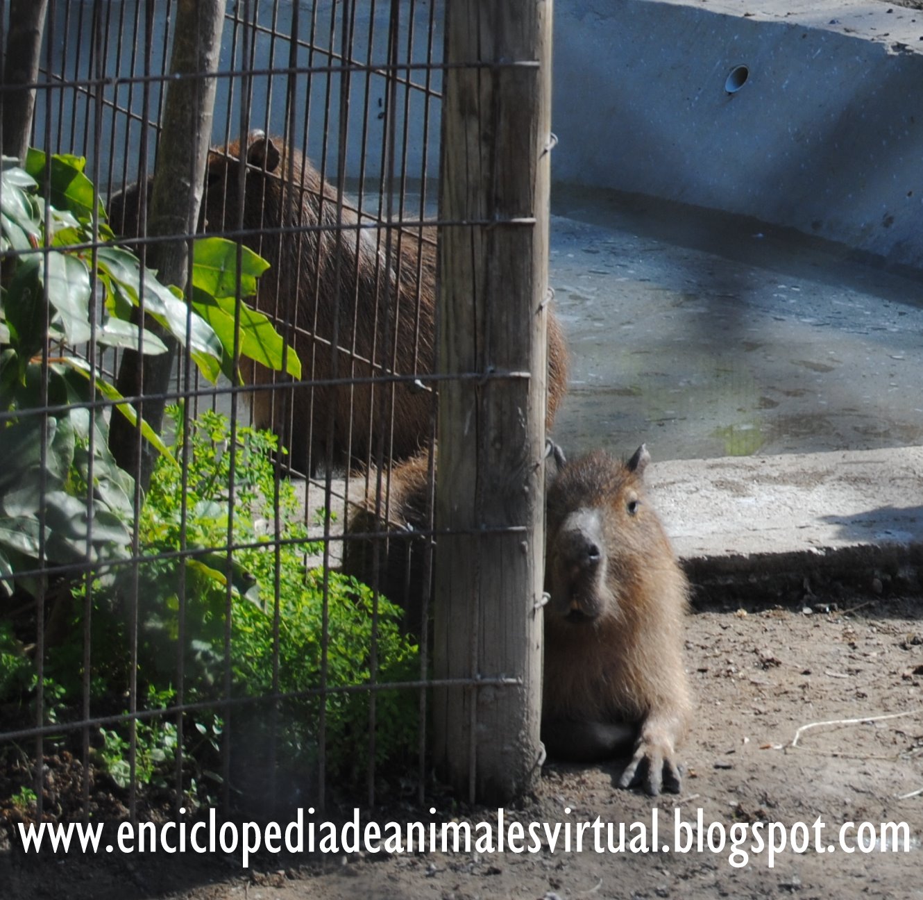 Fichas de Animales: Capibara