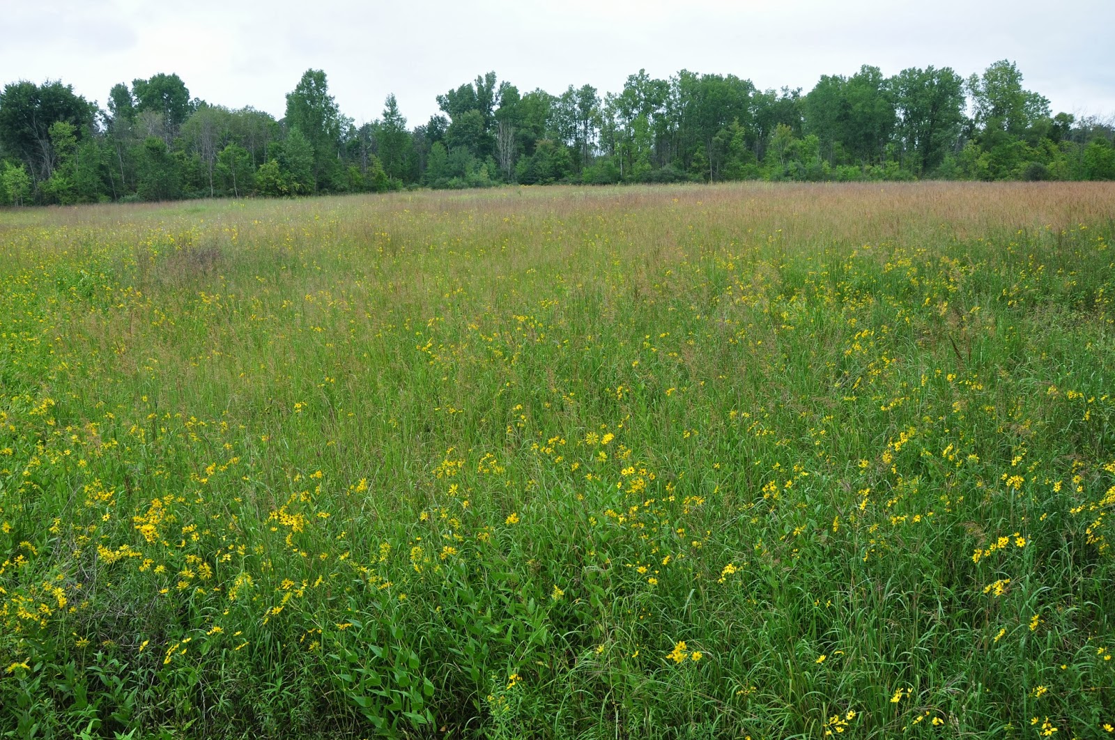 An Adirondack Naturalist in Central New York: September Come and Gone
