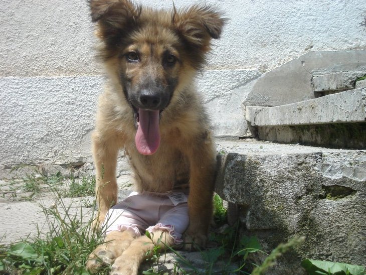 love is an animal: IN MEMORY OF BORKO: BELOVED BULGARIAN DOG