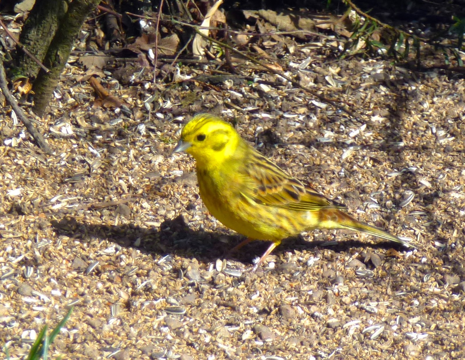 Pantertantens passioner: Helgfåglar