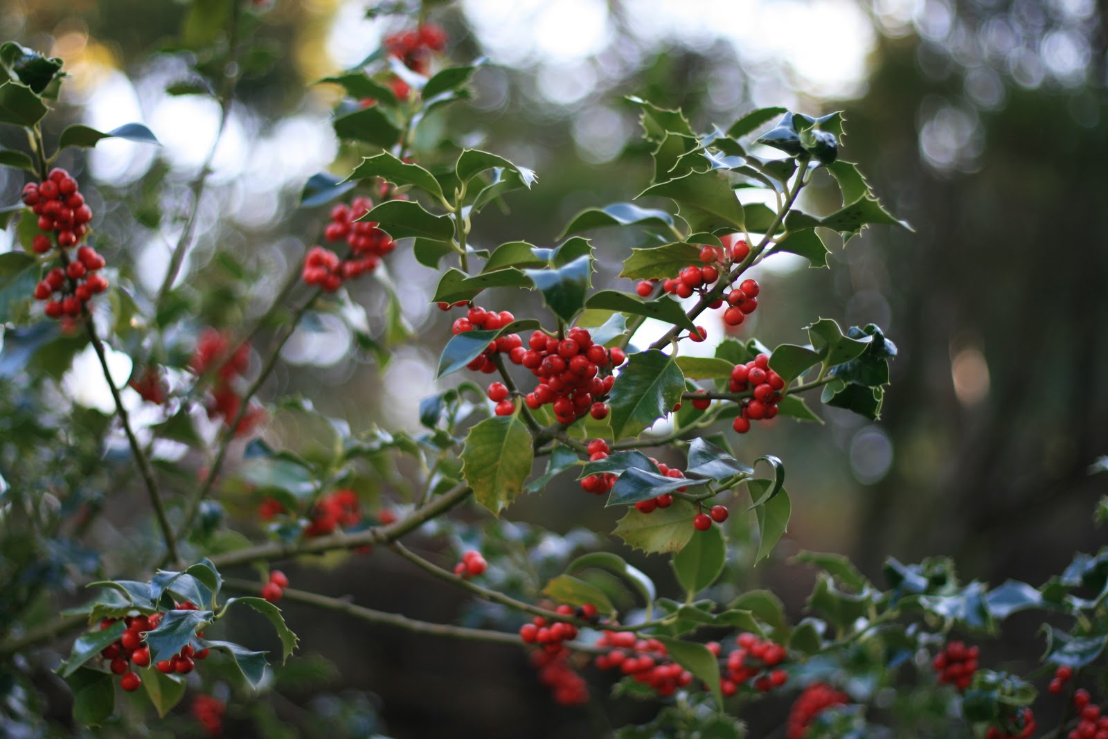 ARTE Y JARDINERÍA : ACEBO (ILEX sp.)
