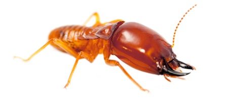 Diferenças entre cupim soldado,operário e rainha | Como Acabar com os ...