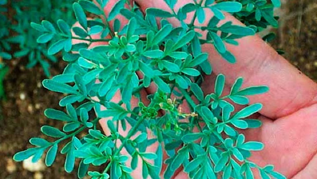 La ruda es una hierba muy conocida a nivel mundial por sus muchas ...