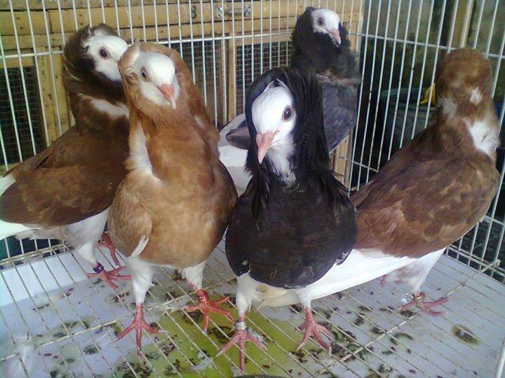 SPESIALIS MERPATI: MERPATI JACOBIN