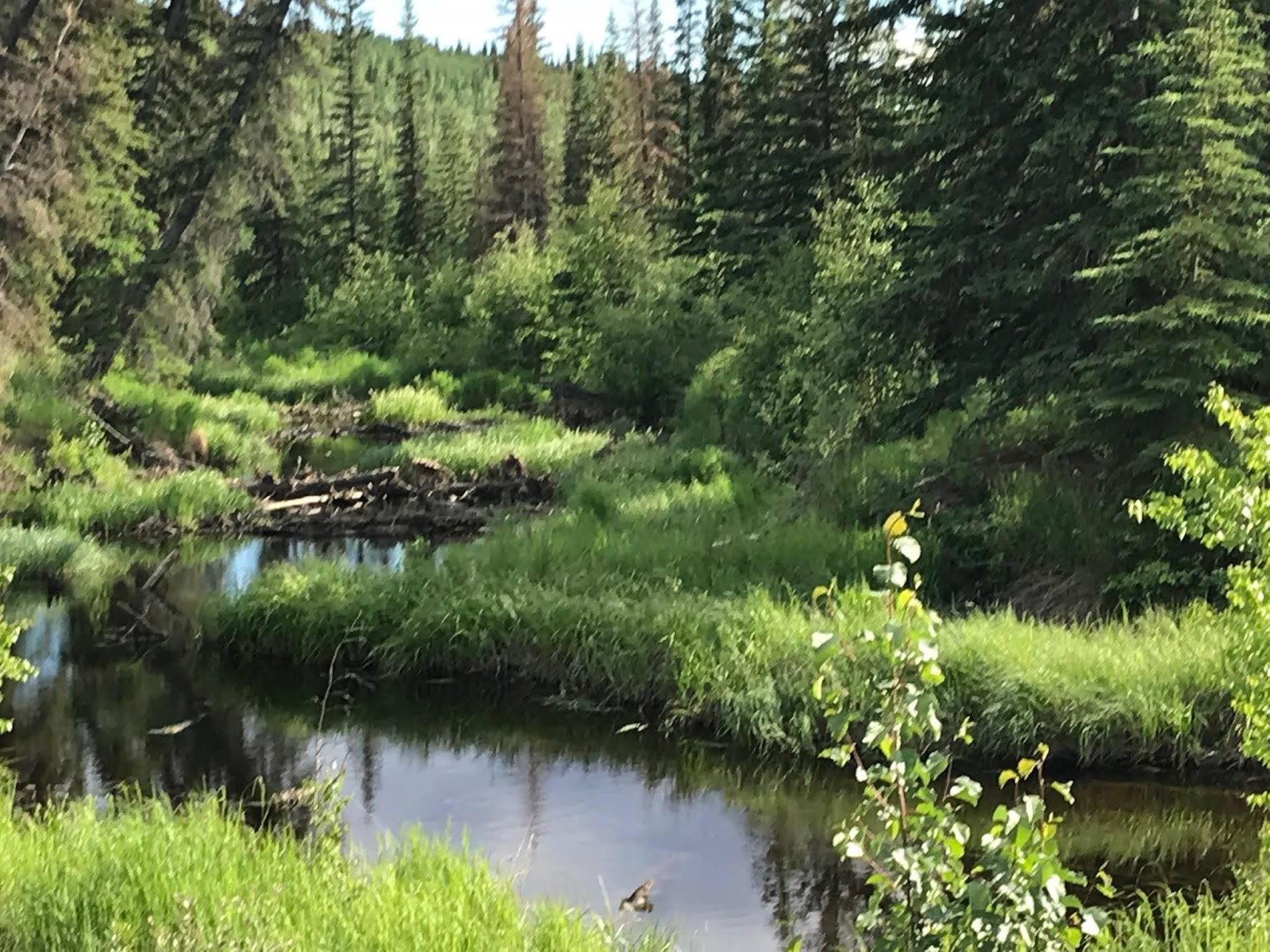 Pickle Power: Alaska Trip 2018 - Road to Manley Hot Springs