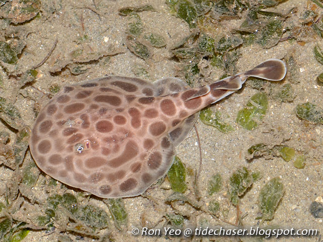 tHE tiDE cHAsER: Cartilaginous Fishes (Phylum Chordata: Class ...