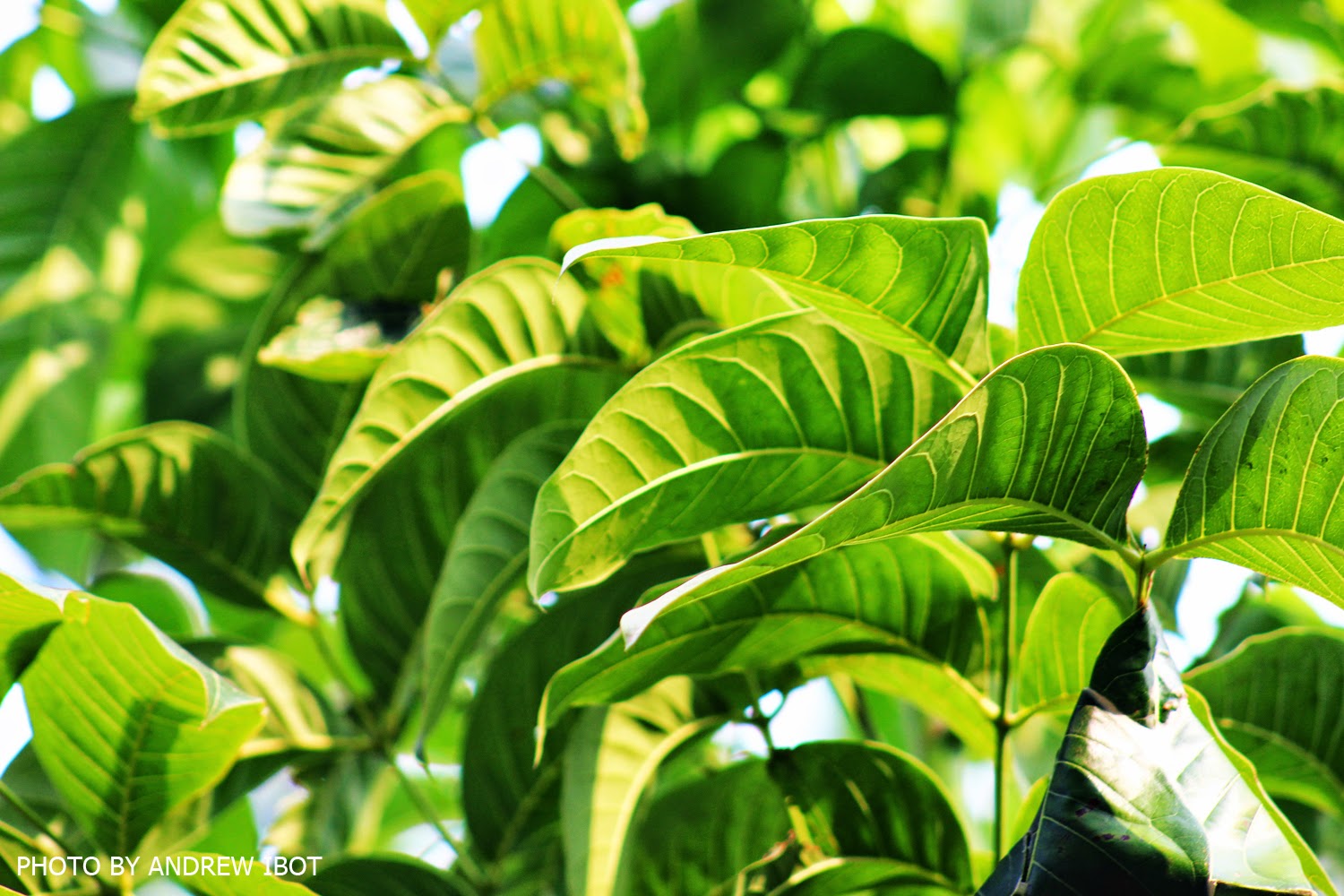 Ako si ANDREW IBOT!: Niyog-Niyogan