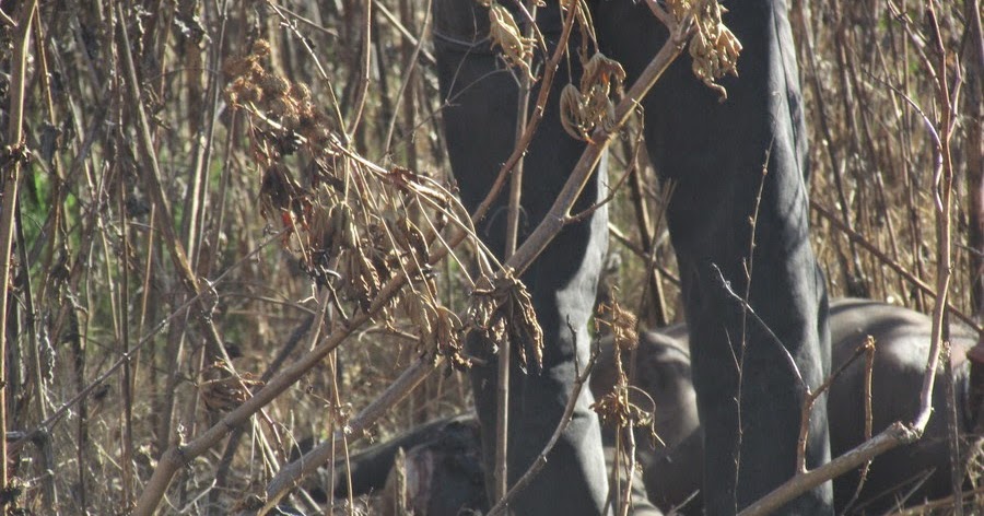 Hallan cuerpo putrefacto - La Región