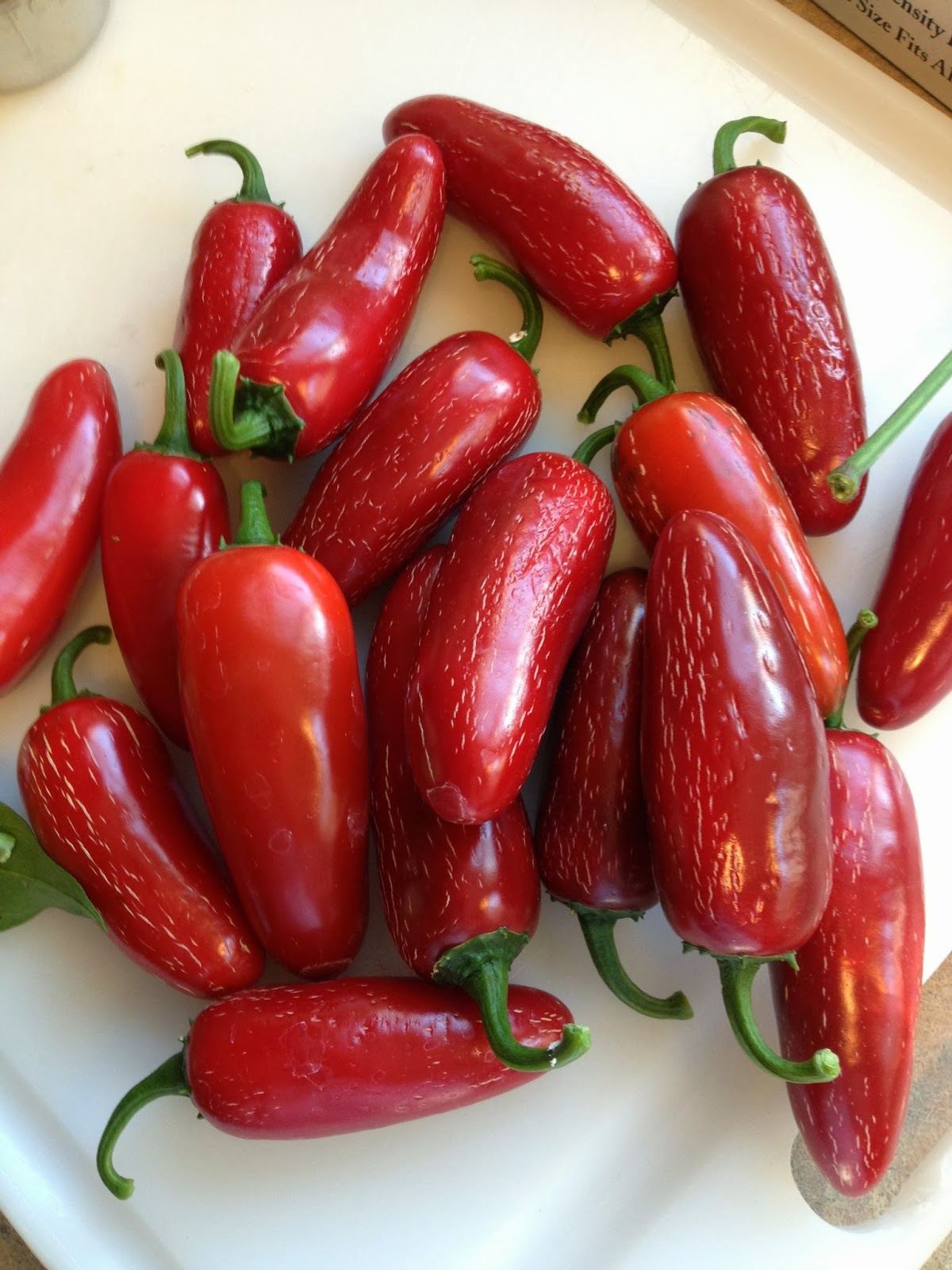scovillezone: Beautiful Red Jalapeno's