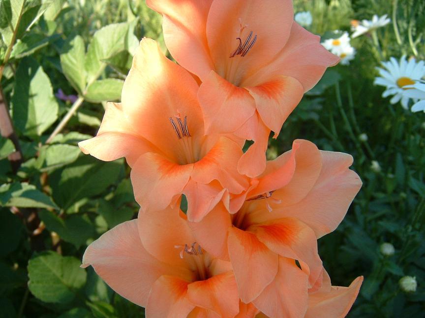 Flores y árboles: Gladiolus -Gladiolo