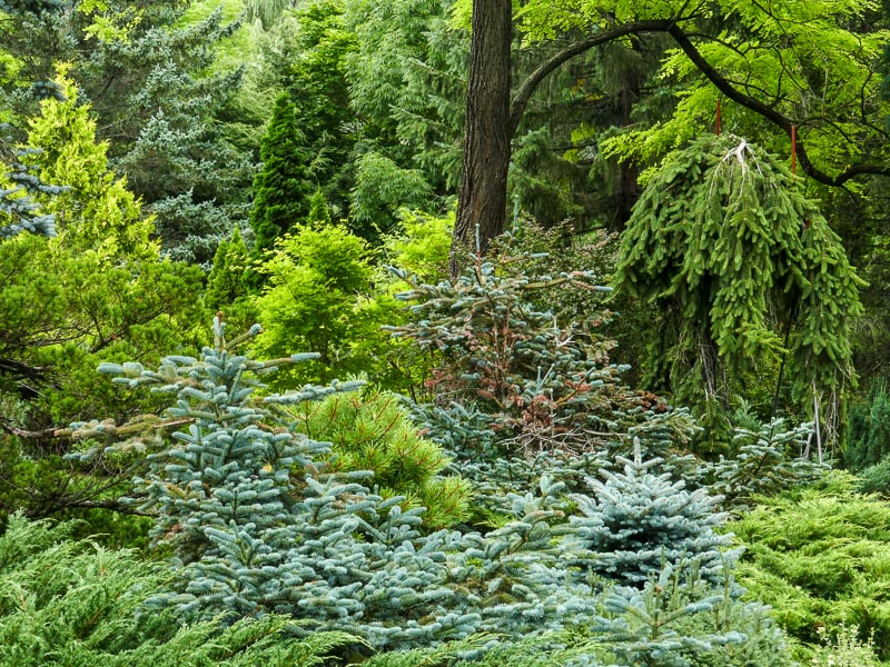 Victor Bloomfield Photo: Manabe Garden