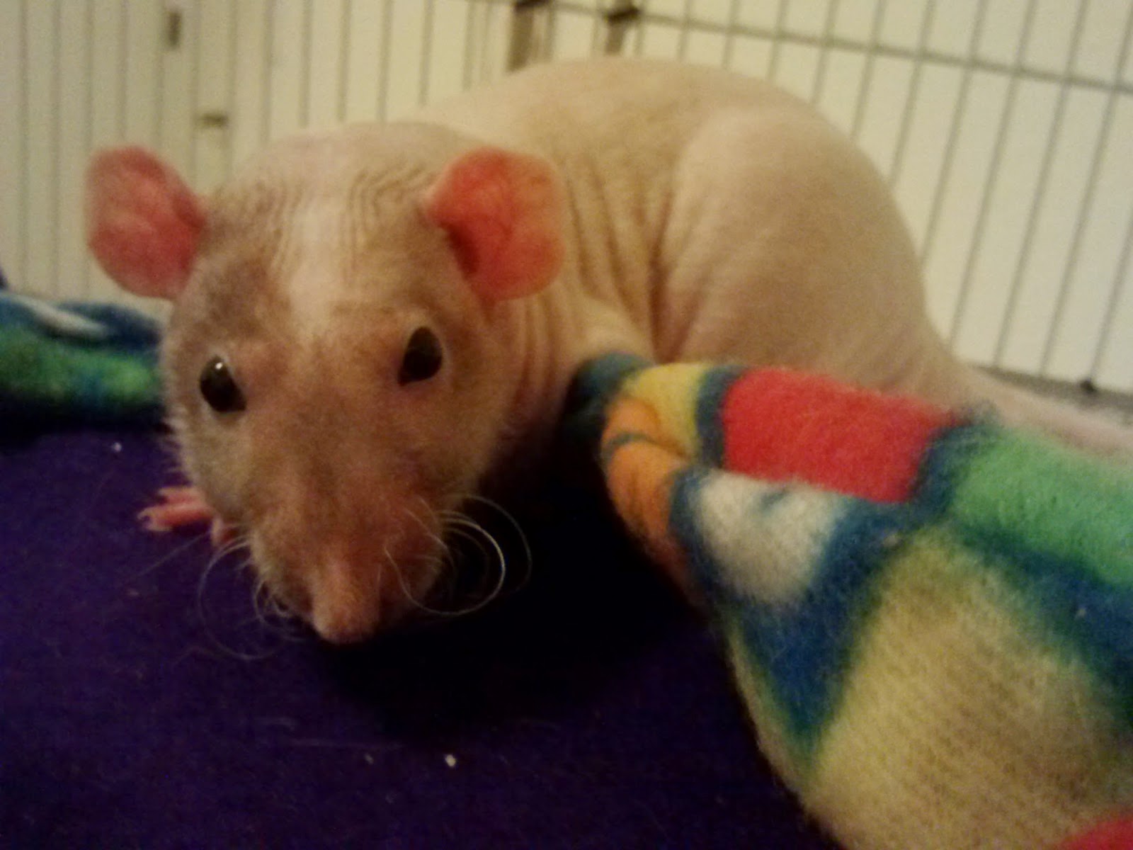 Caring Creations: What you should know about double rex rats