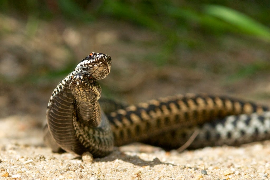 Matt's Photos: Dance of the Adders: 2014