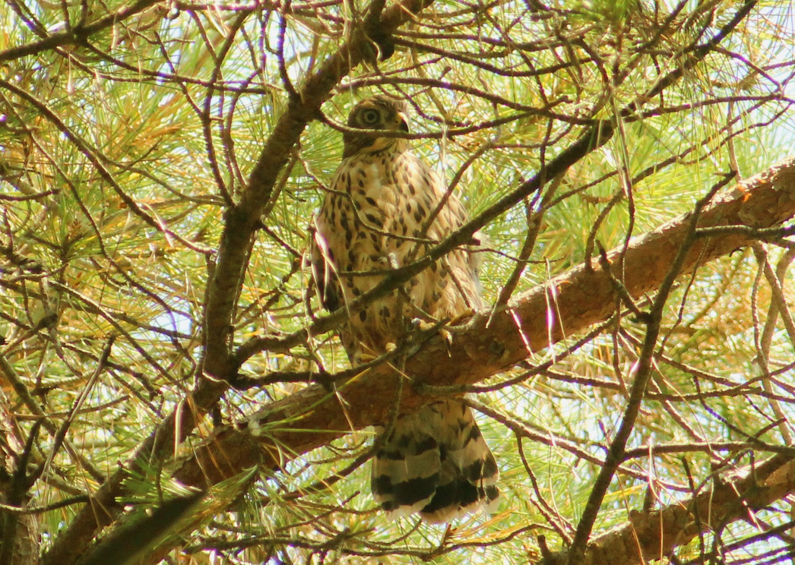 TIERRA DE AVES: AZOR JUVENIL ( Accipiter gentilis )