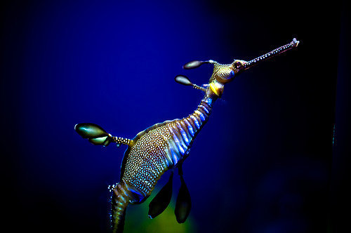 EXOTIZONE: Naga Laut - Sea Dragon