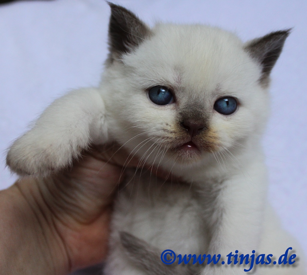 Britisch Kurzhaar (BKH) Kitten und Britisch Langhaar Katzenbabys ...
