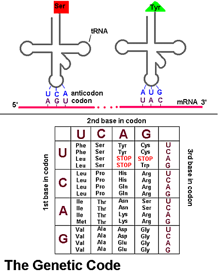 BIOTECNOLOGIA: TERMINOLOGÍA GENERAL