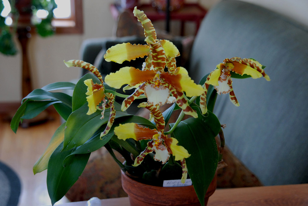 Conrad's Meander: Orchids as Houseplants