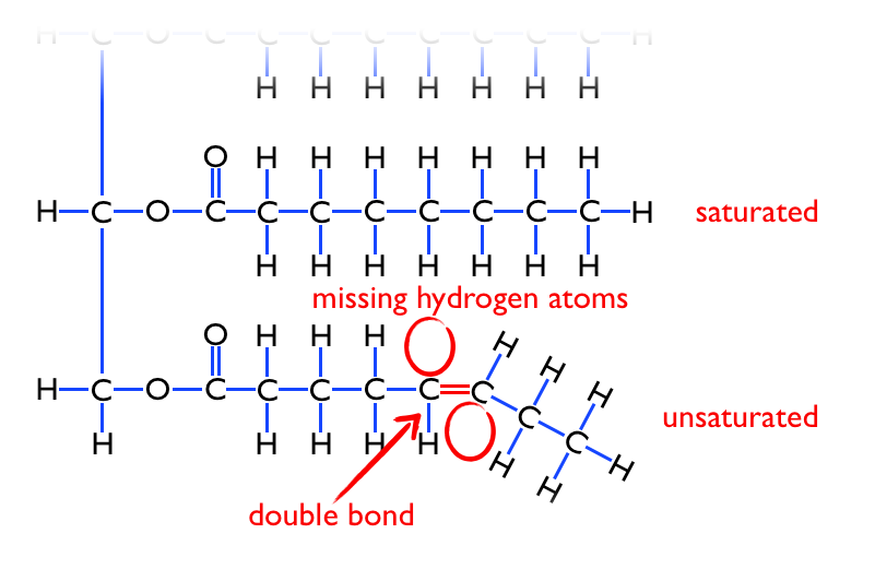 Unsaturated Triglyceride