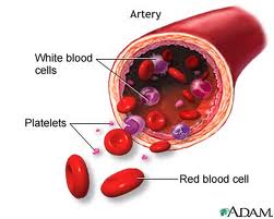 Hematology and Oncology: What is Blood?