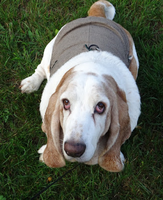 Yvonne & Sandra: PUPPICHIC.CO.UK - Macht jeden Hund sehr schick